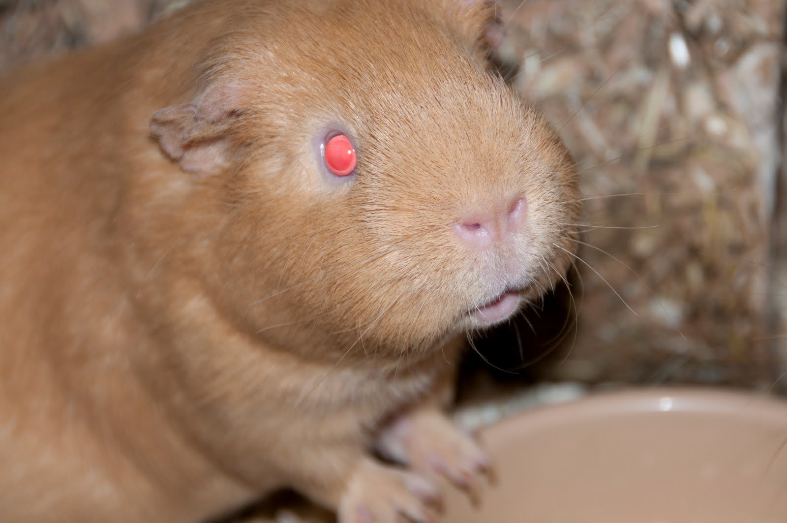 Photobrook Photography: Guinea Pigs being cute again.