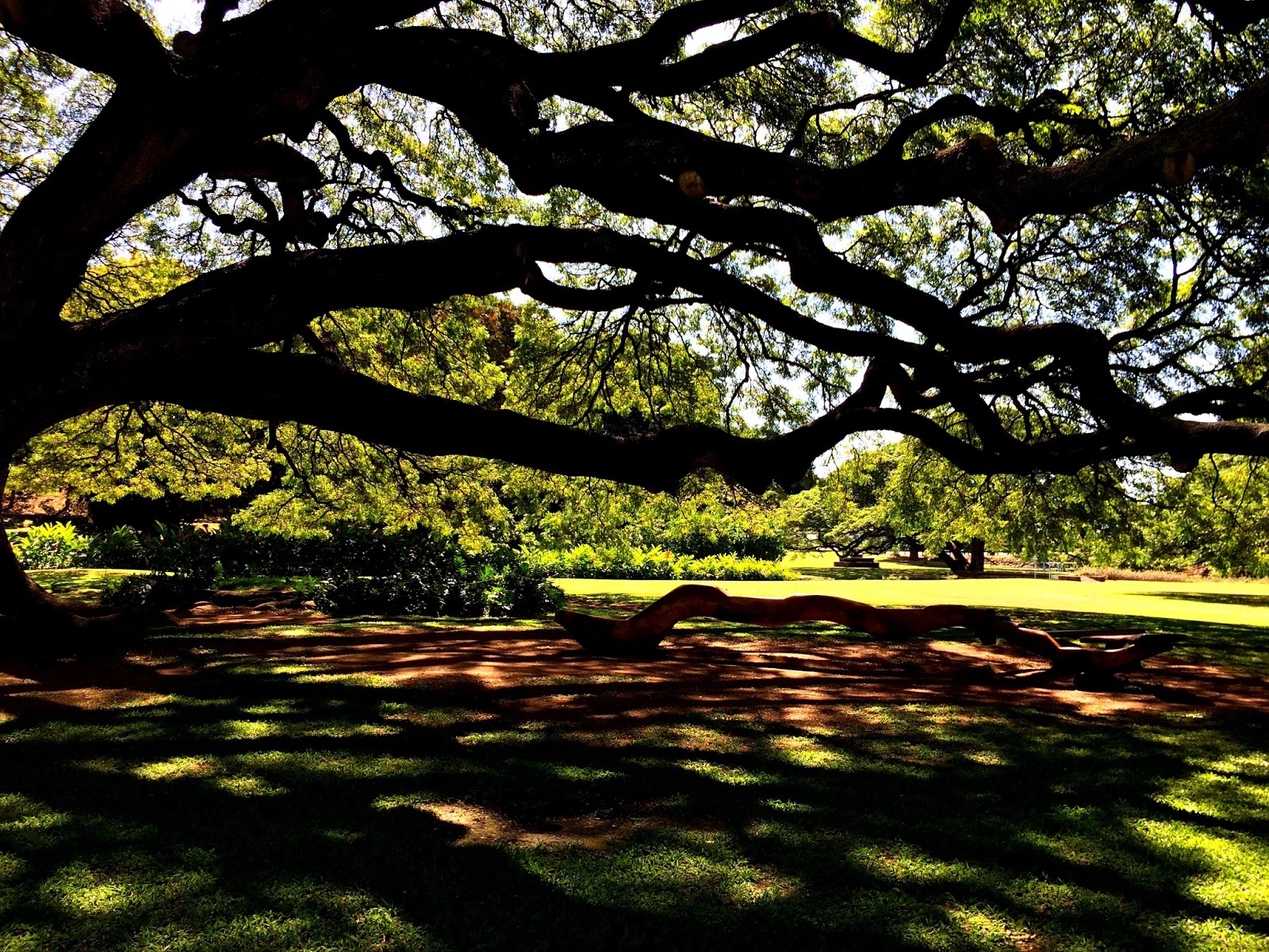 Aloha from Hawaii: The Hitachi tree