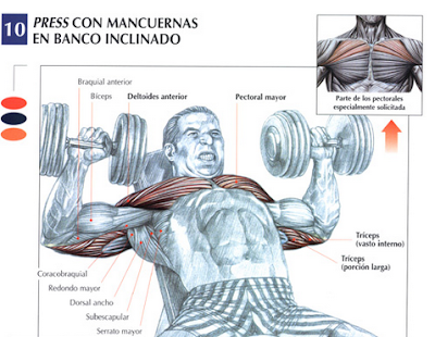 Capitan Biceps: Lunes. Día de pecho y biceps.