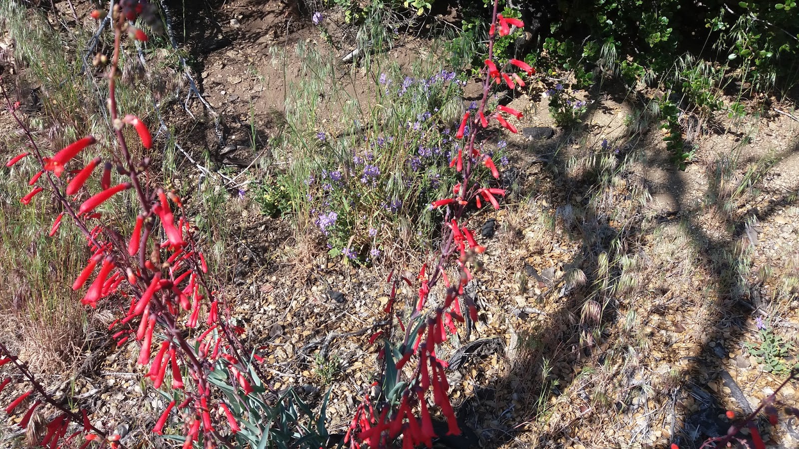 PCT2016: Day 25 - Poodle Dog Bush Day