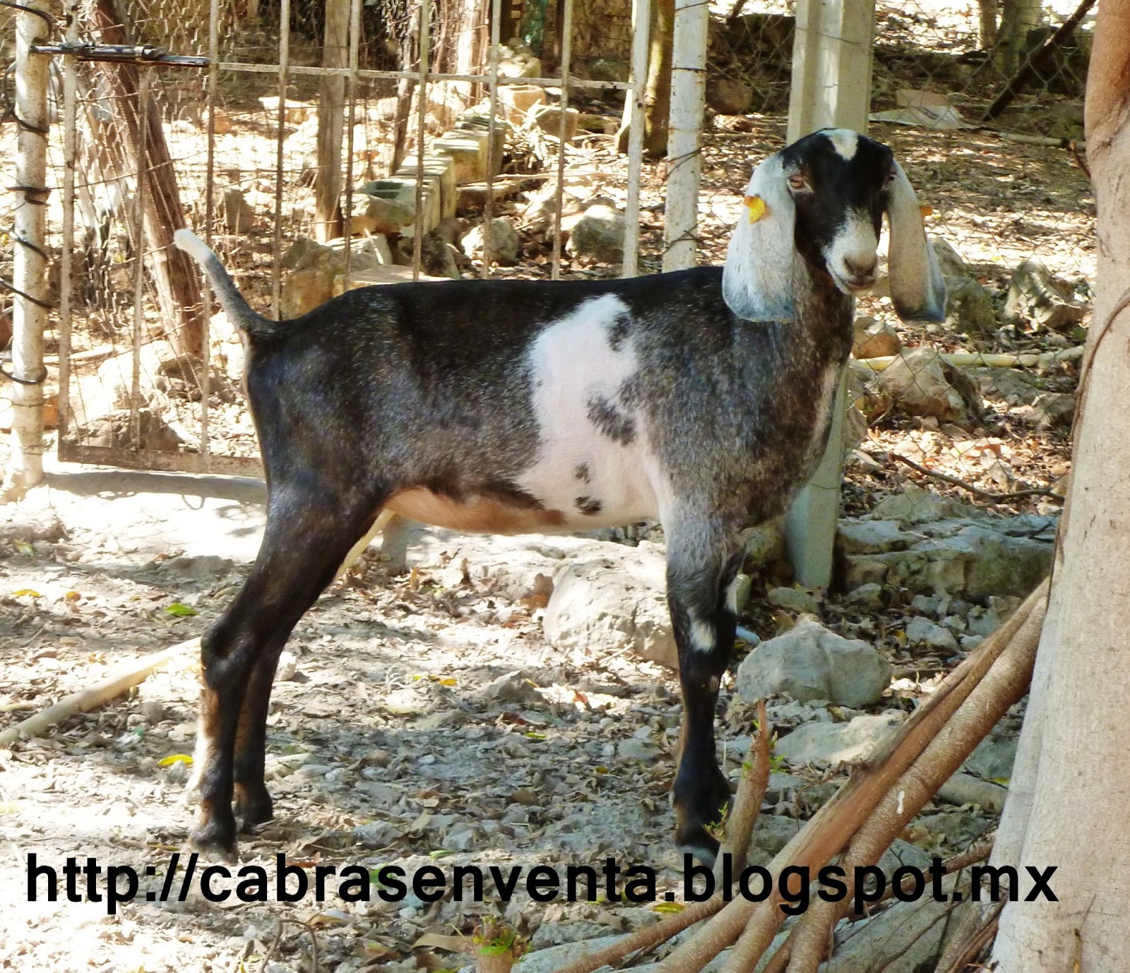 La Mejor Genética del Norte del País Ahora Disponible en el Sureste de ...