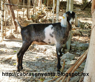 La Mejor Genética del Norte del País Ahora Disponible en el Sureste de ...