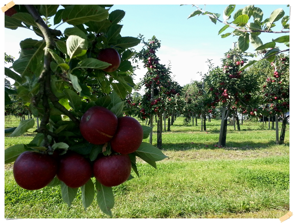 Dari Kelate Ke Copenhagen: 2012