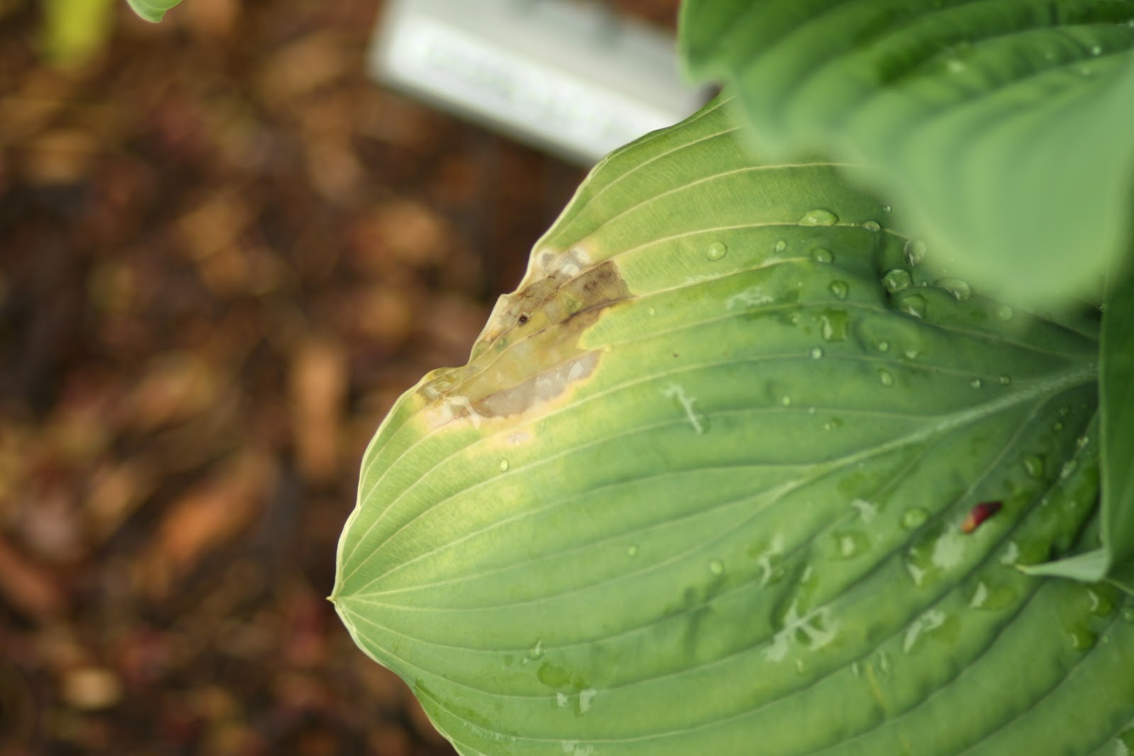 Cheesehead Gardening: Frost Damage on Hostas