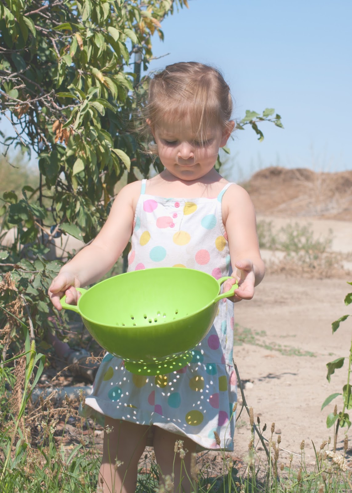 Plum Picking {lifestyle photography} | Averie Lane: Plum Picking ...