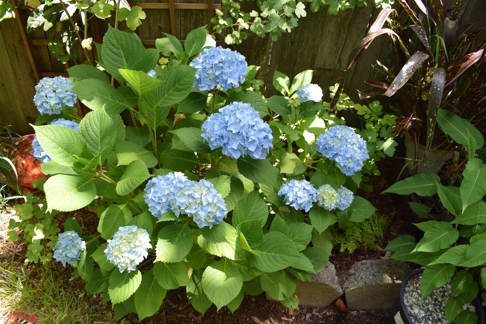 Norm's Nursery: The JPEGs and nothing but the JPEGs