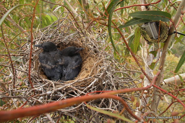 iNSiGHT News: Raven Nestlings