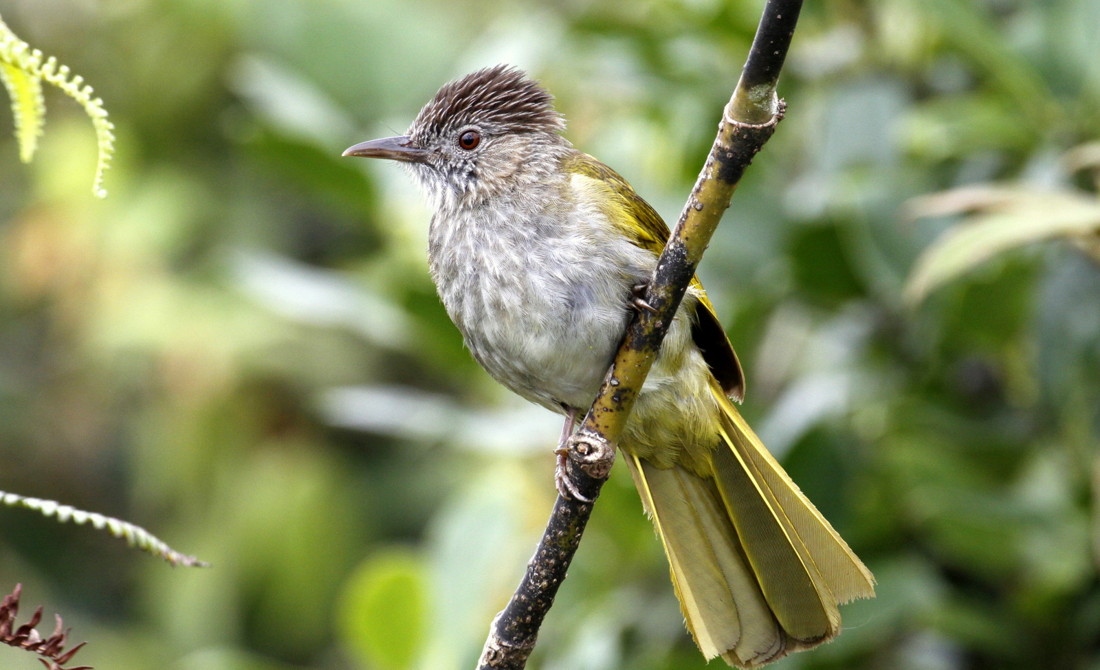 Birds of Malaysia @ mynameistank64: LOve @ the First Sight : U Kali