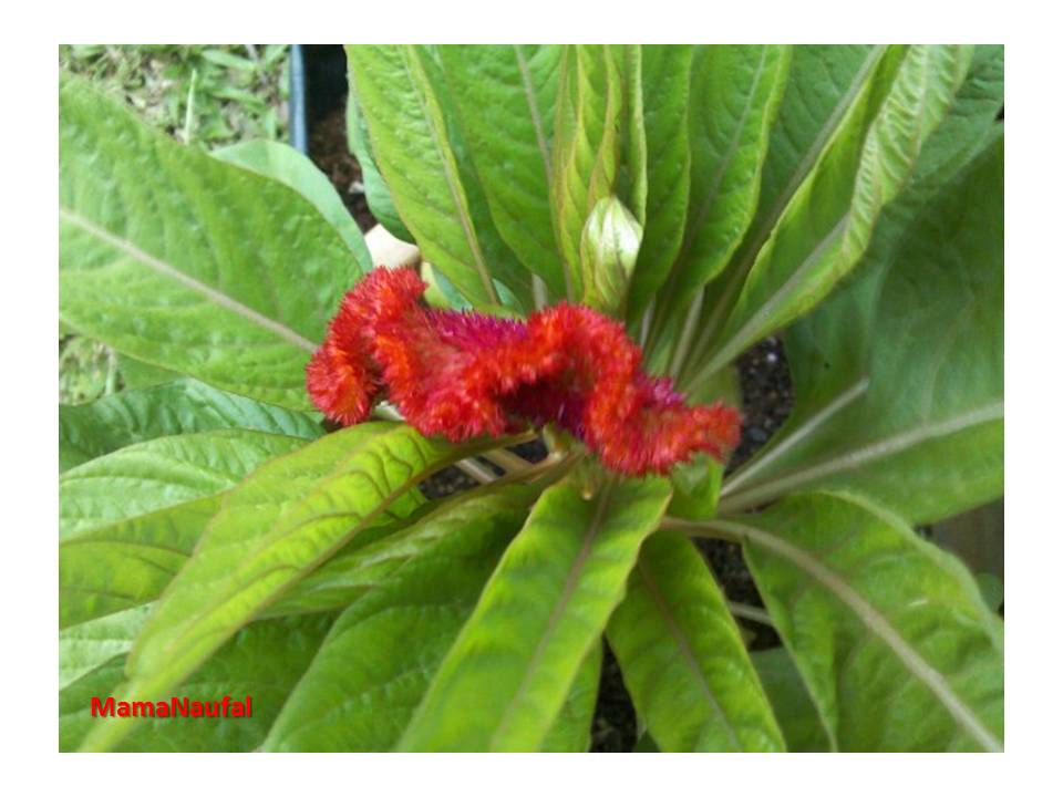 JOURNEY TO GREEN LIVING: Diari Pokok Bunga Balung Ayam...Last Episode