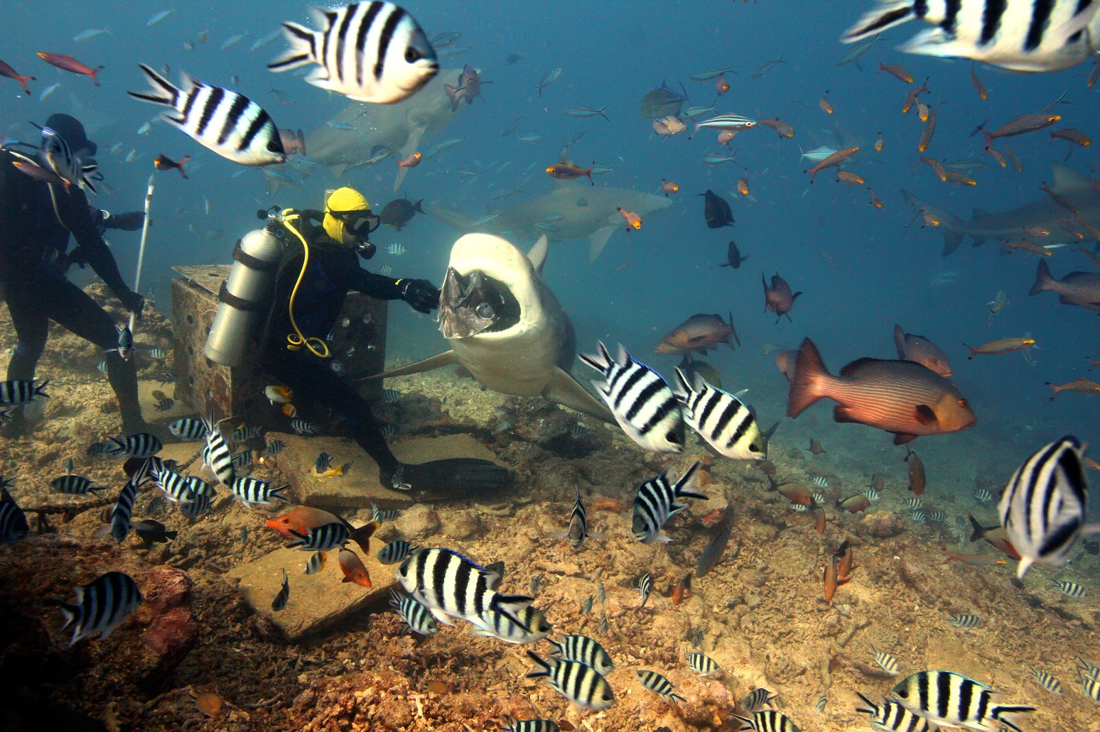 From the Office to the Ocean: "Of Shark and Man" - Progress Update