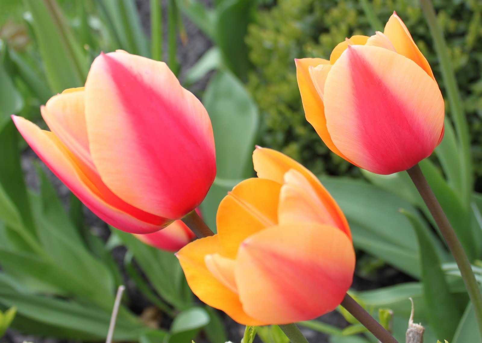 Melange: Bloomin Tuesday -Tulips