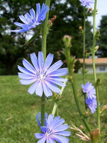 The Herb Hound: CHICORY