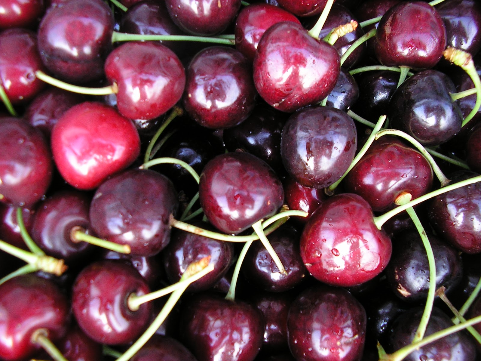 Temperate Climate Permaculture: Permaculture Plants: Cherry, Sweet