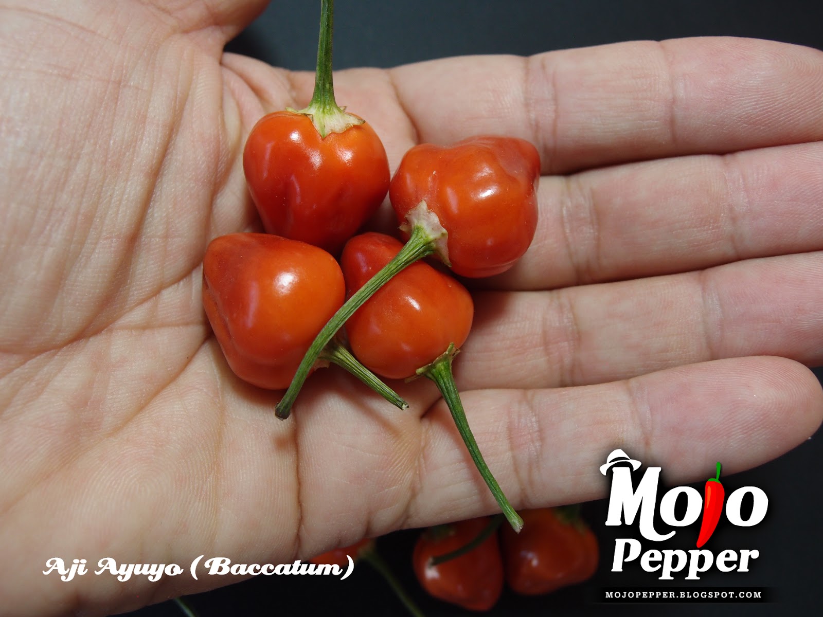 The Mojo Pepper - Just a Chili Pepper grower