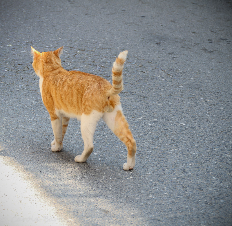 carola bARTz: Istanbul Kedisi - Cats of Istanbul