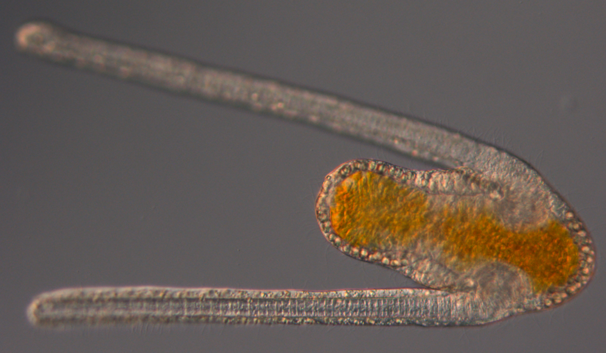 Invertebrate Embryology: April 2012