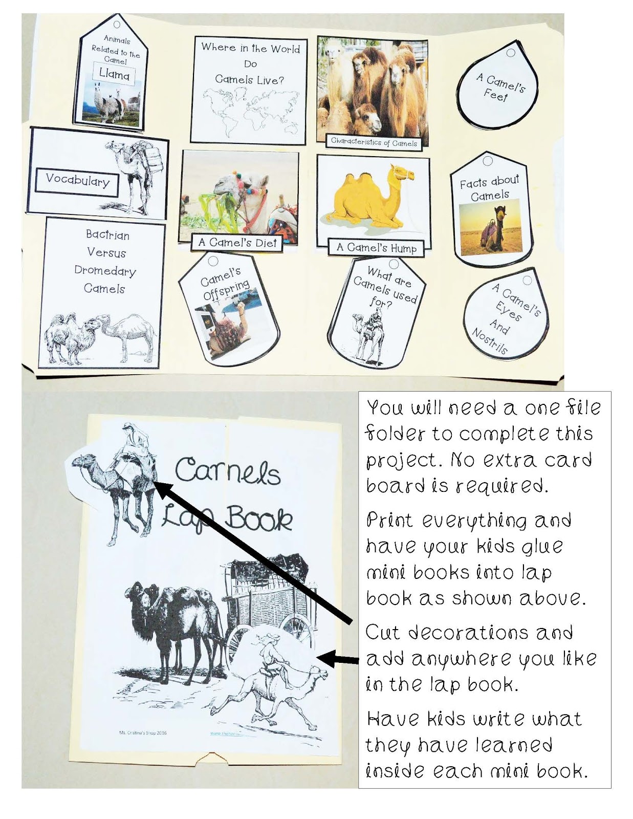 The Hermit Crabs Homeschool: Camels Unit Study
