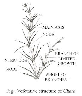 CHARA - STRUCTURE OF VEGETATIVE BODY AND REPRODUCTION
