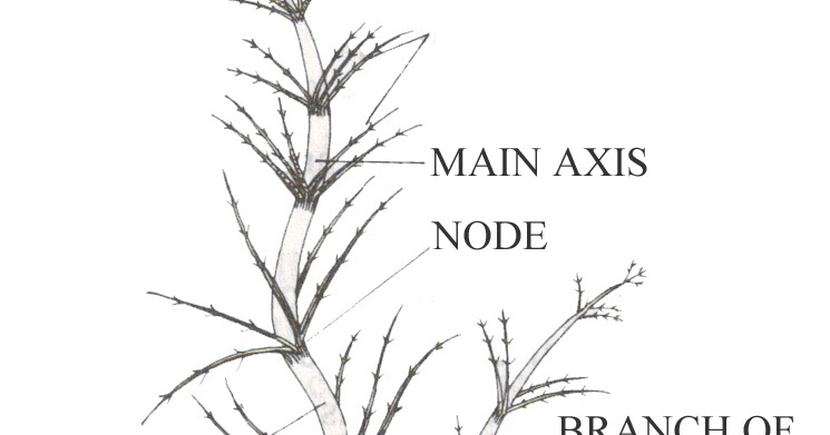 STRUCTURE OF VEGETATIVE BODY AND REPRODUCTION IN CHARA ~ Botany is The ...