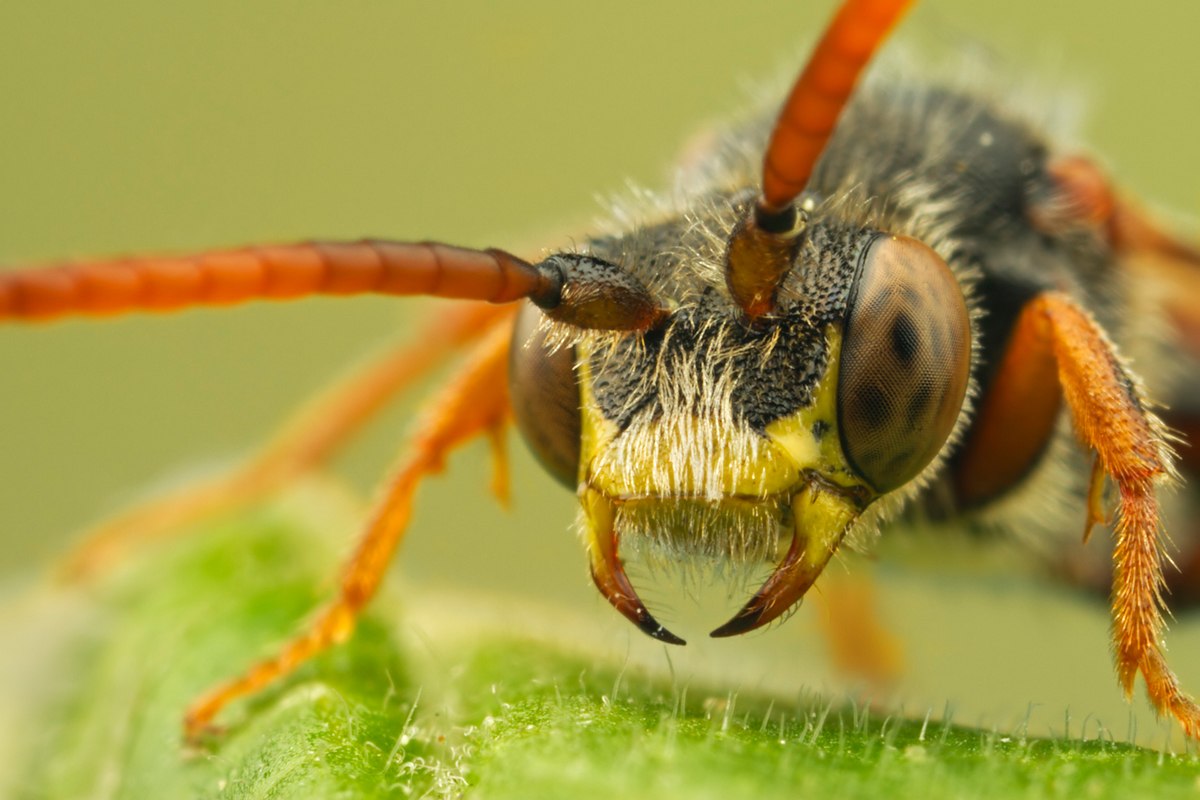 Matt Cole Macro Photography: Insect Macro Photography Hints and Tips