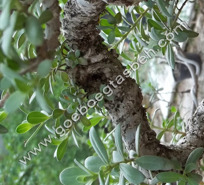 Setigi Karimun Jawa - lets-santai.blogspot.com