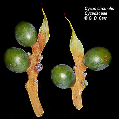 Botany Students: 2015