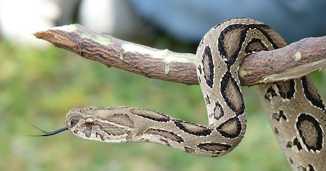Snakes of India: Russell's Viper