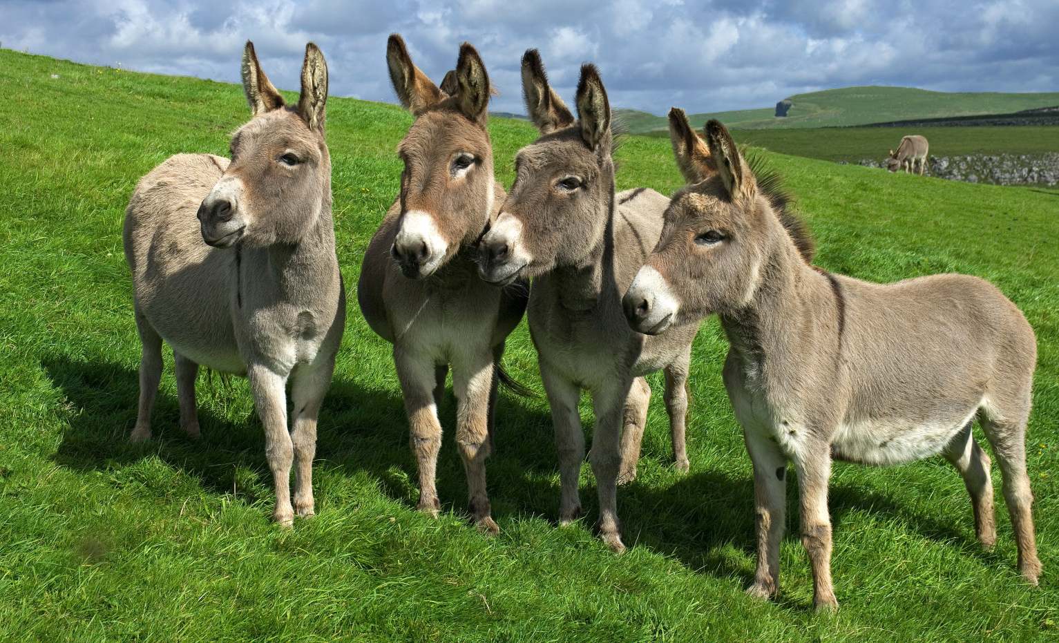 El mexiquense Hoy: Se acaban los burros; Otumba tiene santuario para su ...