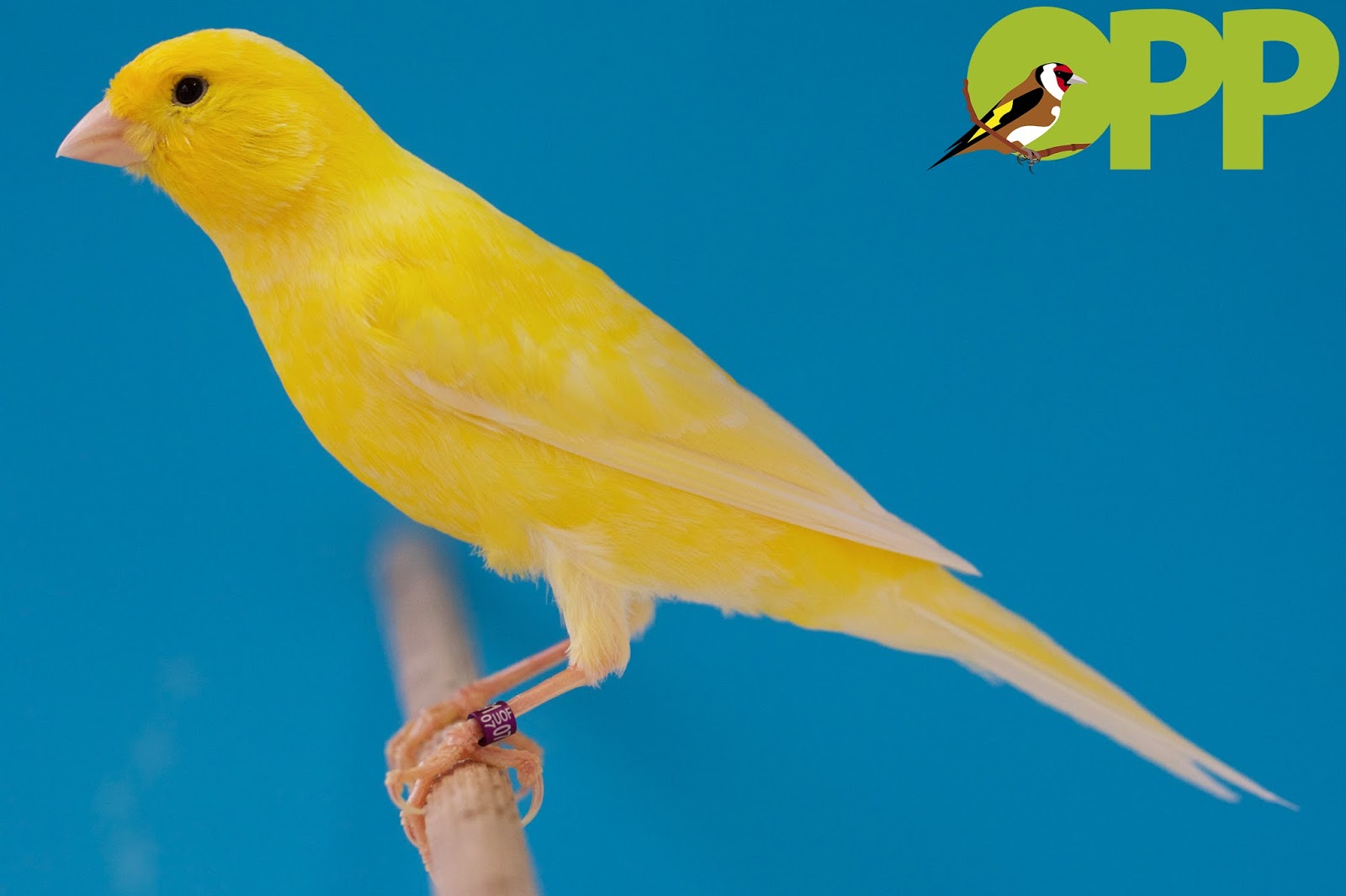 Les oiseaux / O.P.P.: Canaris divers : Lipochrome