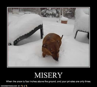 Funny Image Collection: Funny Quotes - Happy Lucky Dog