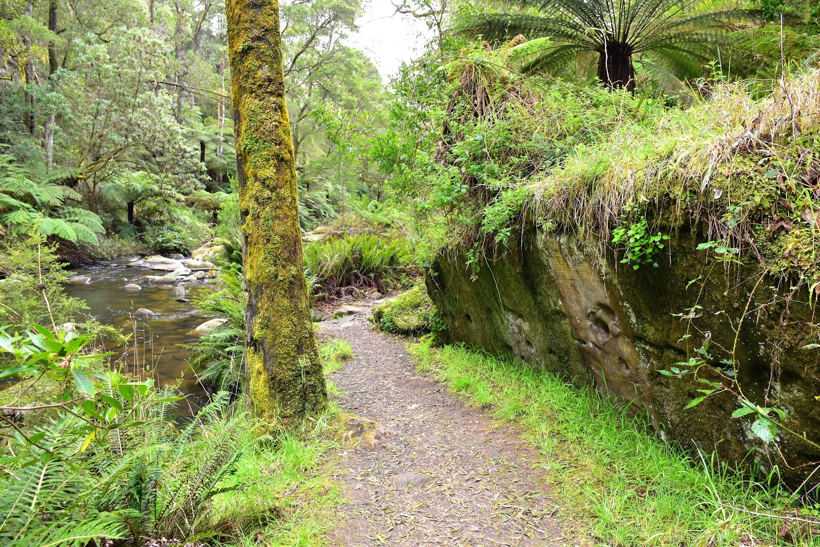 Goin' Feral One Day At A Time: Stevensons Falls, Otway Forest Park ...