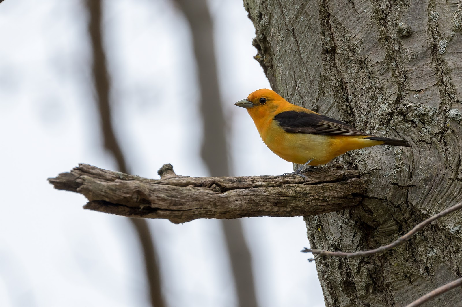 Orange variant scarlet tanager.