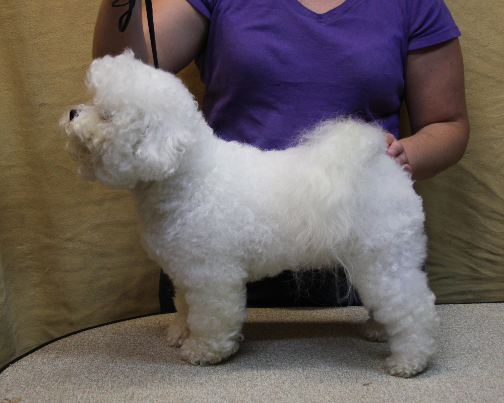 Black Russian Terriers, Bichons & Havanese, Oh My!: Bichon Betty