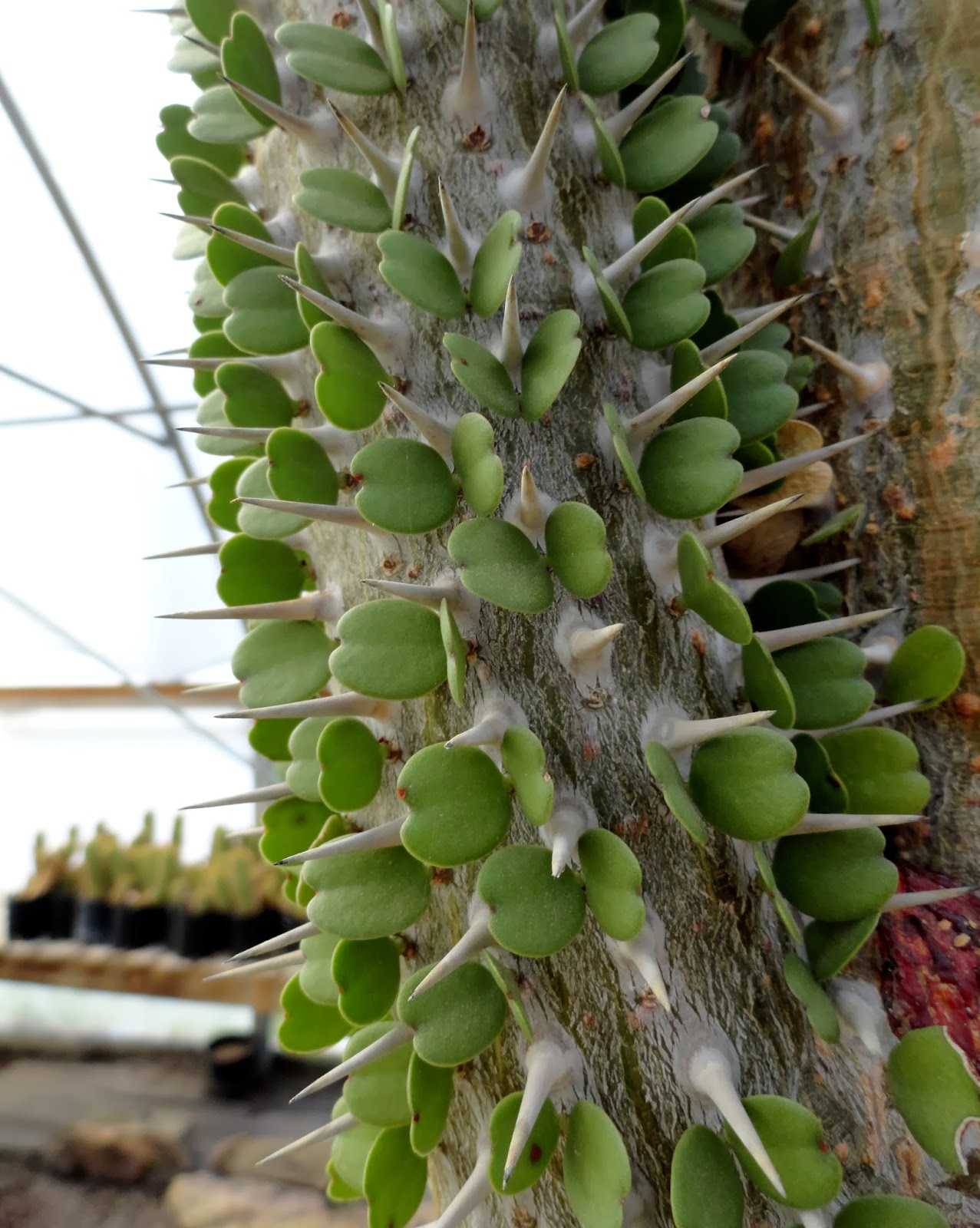 danger garden: Buffalo Bill’s Exotic Cactus Ranch, again (yawn….)