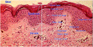 SELAMAT MELAYARI DNIESAWAYS BLOG: DEFINASI KULIT