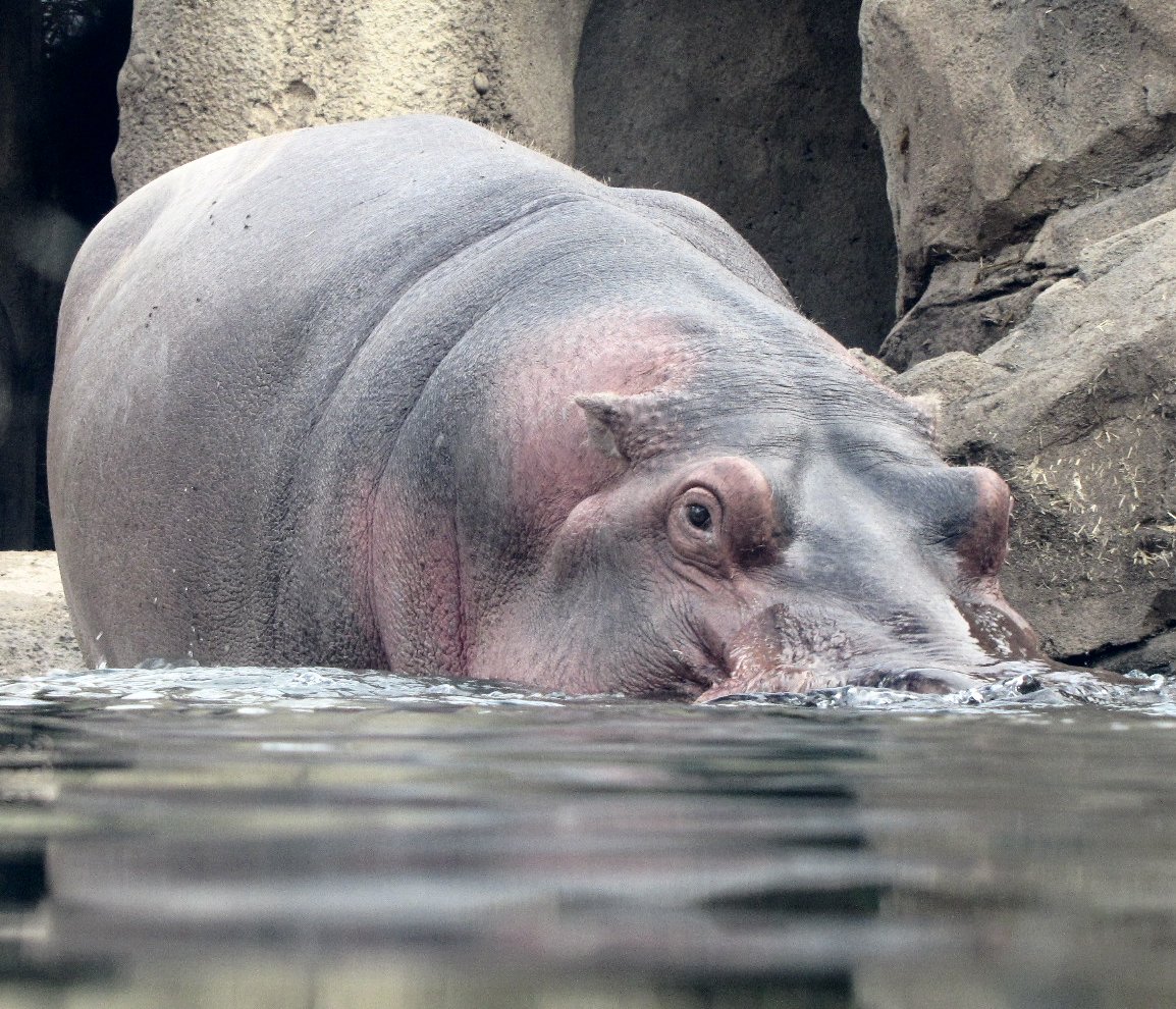My Polar Bear Friends and Friends of Polar Bears: Remembering Henry the ...
