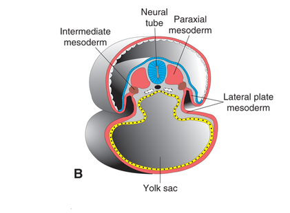 HISTO - EMBRIOLOGÍA : MESODERMO