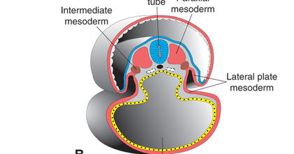 HISTO - EMBRIOLOGÍA : MESODERMO