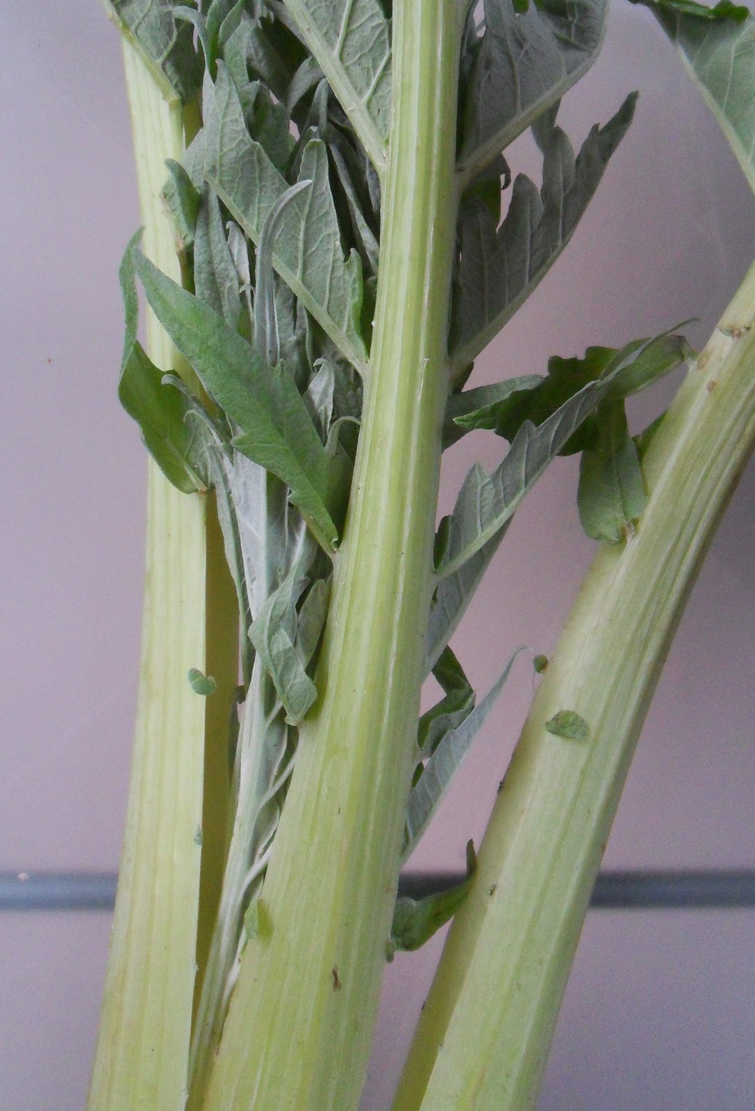 Diana's Cook Blog: Spaghetti aux cardes marinées