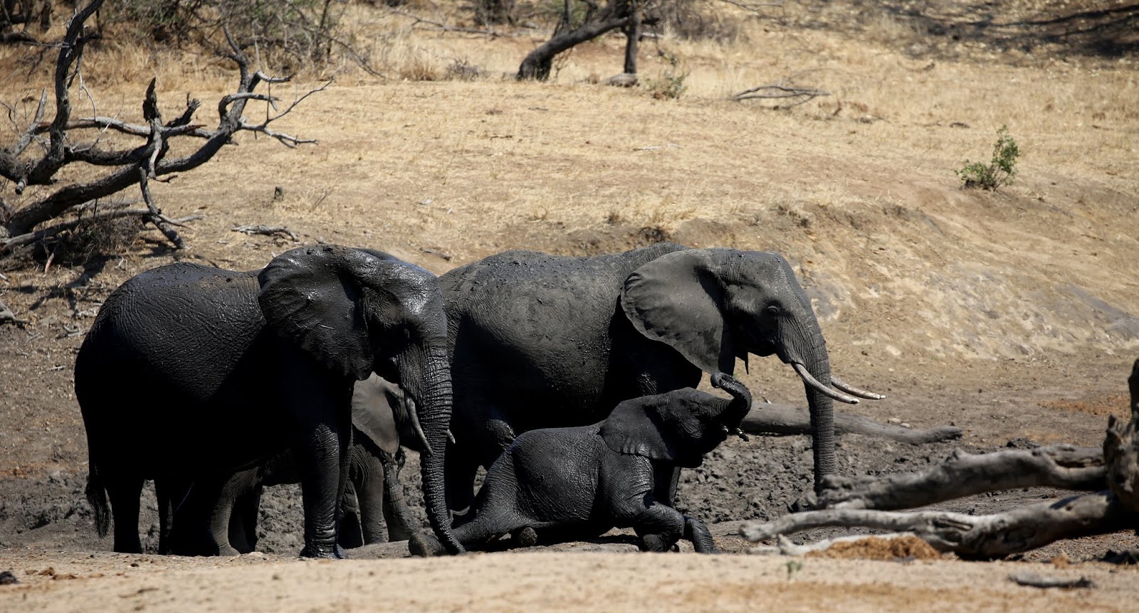 Worldbirder: Clare & Rowan's Africa trip!