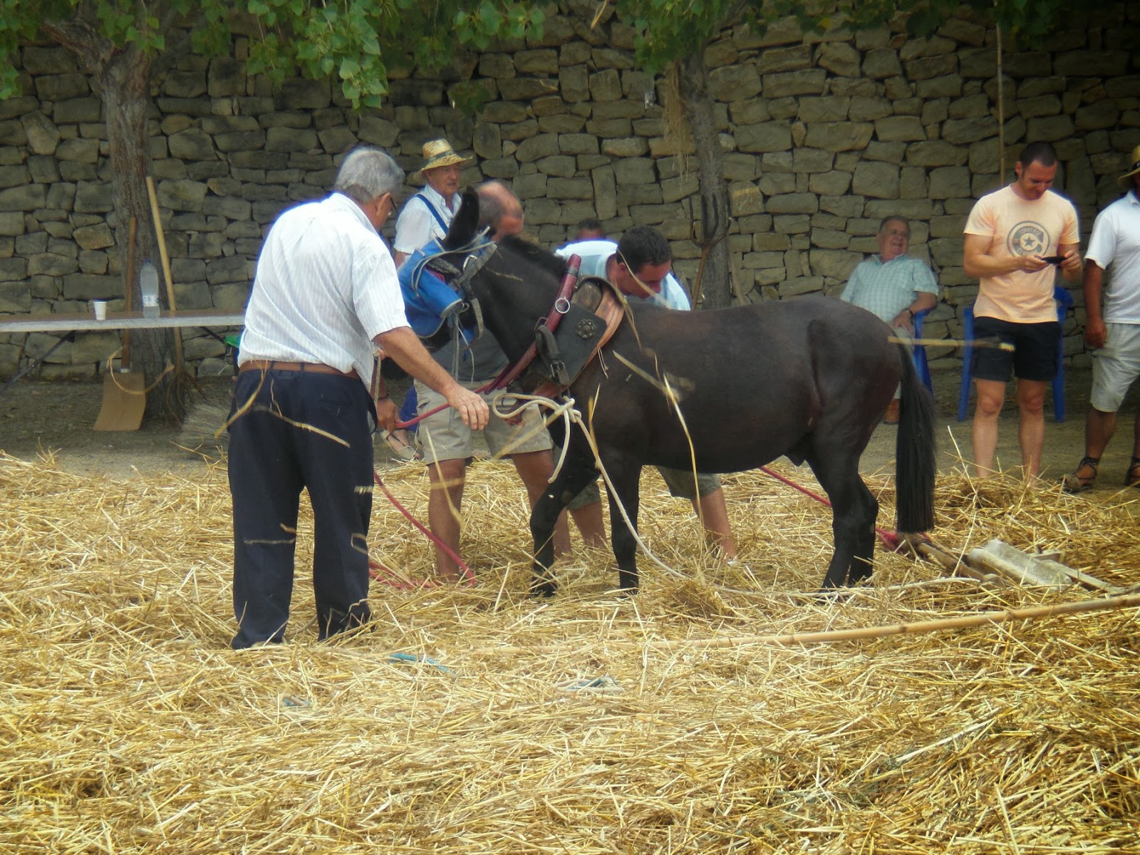 La Vila y comarca: Trillar en la era