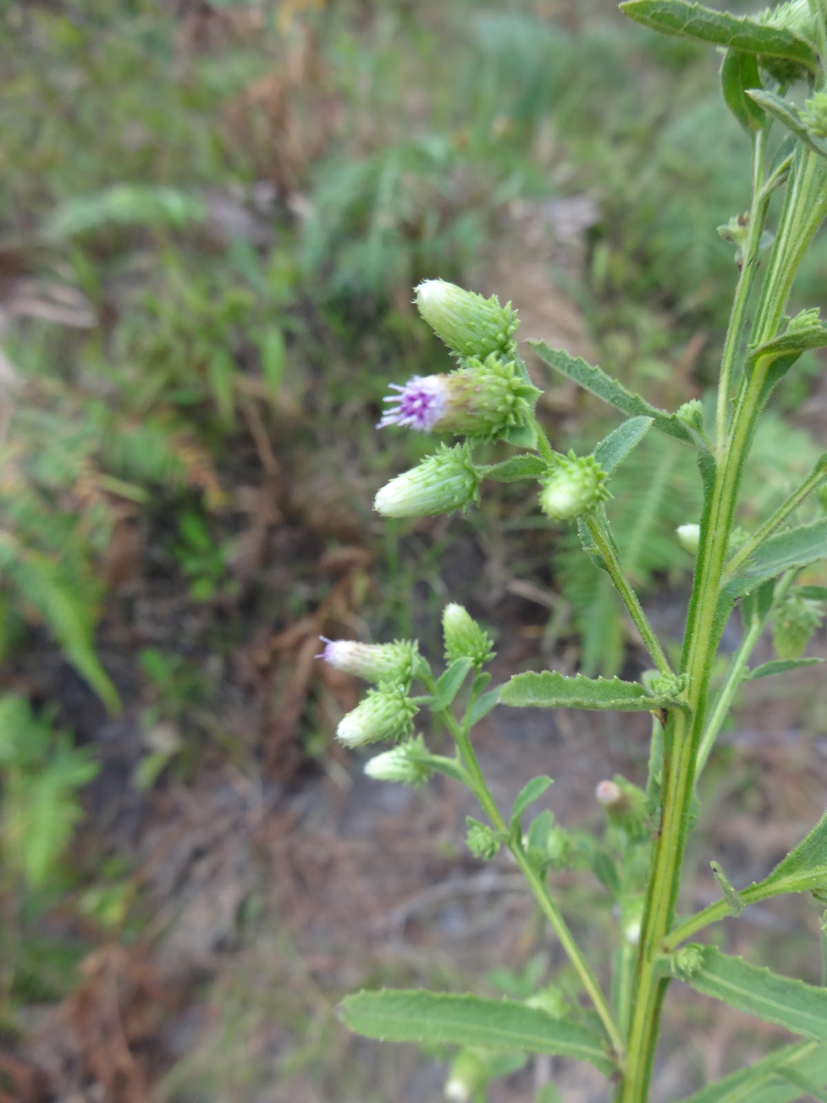 Herbs from Distant Lands: Laggera alata - Winged-Stem Laggera, Liu Leng ...