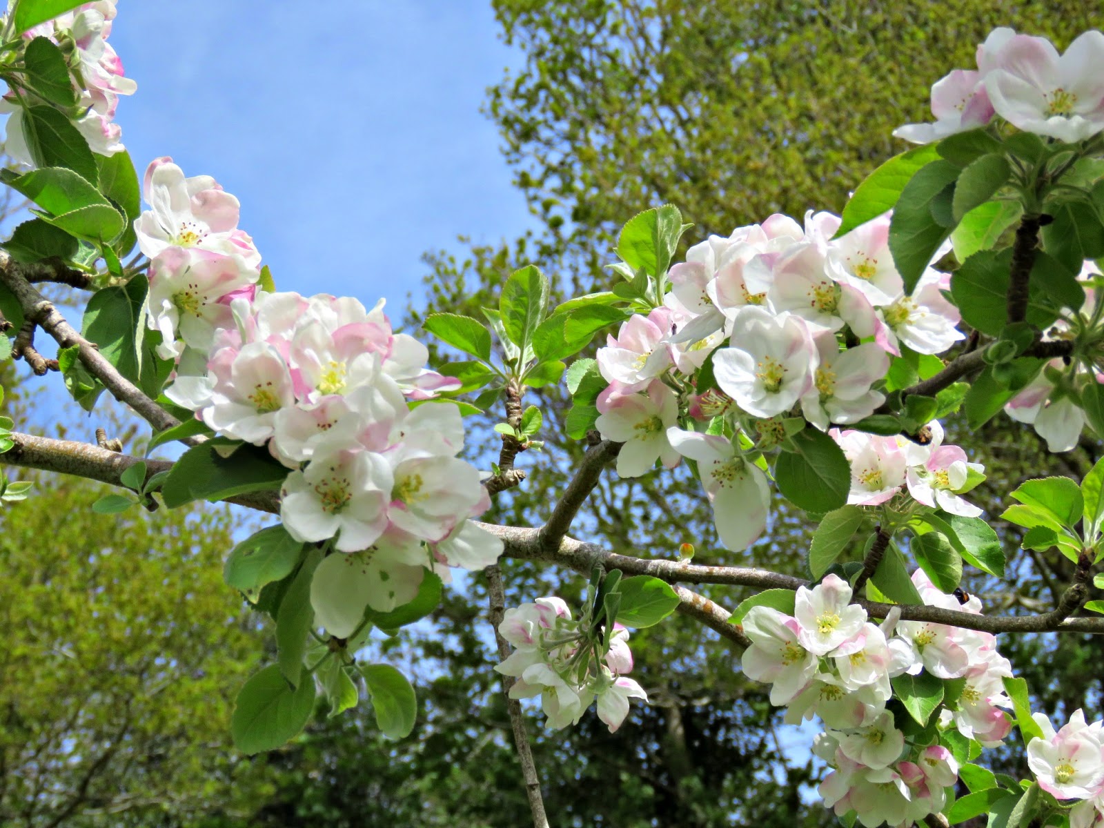 Just Saying Apple Blossom In Cider Country just-saying-apple-blossom-in-cider-country