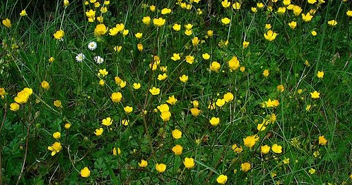 Plants, insects and animals: Buttercups in Great Britain