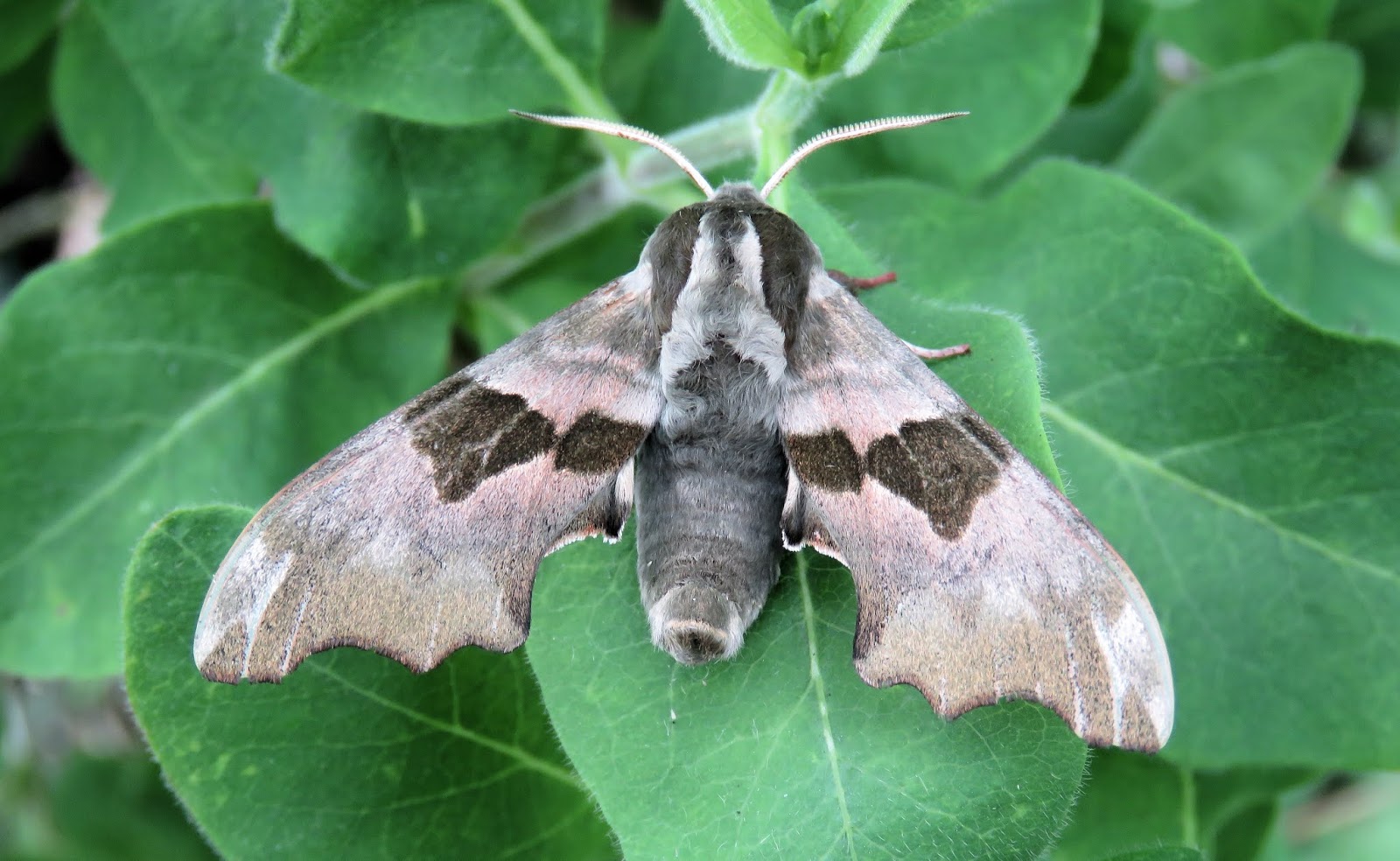 Cholsey Wildlife: A bit more going on!