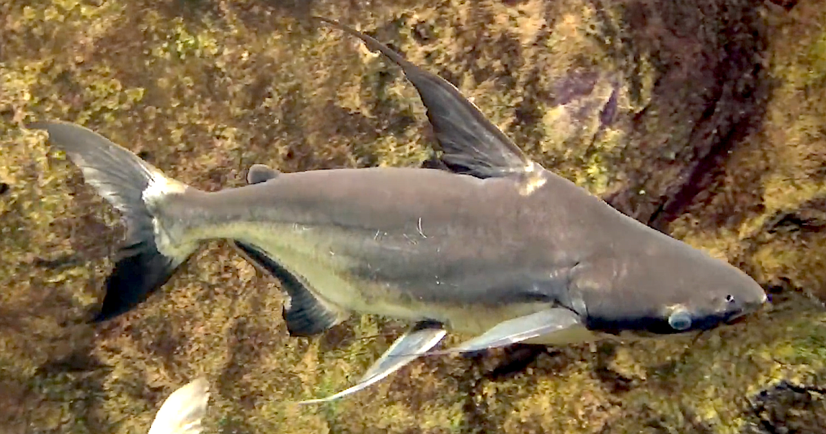 Aquarium Movies (Japan) archive 生きている魚図鑑: スポットパールン Pangasius sp.