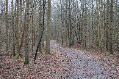 Vandringsløse Tidende: Vestskoven, del 2