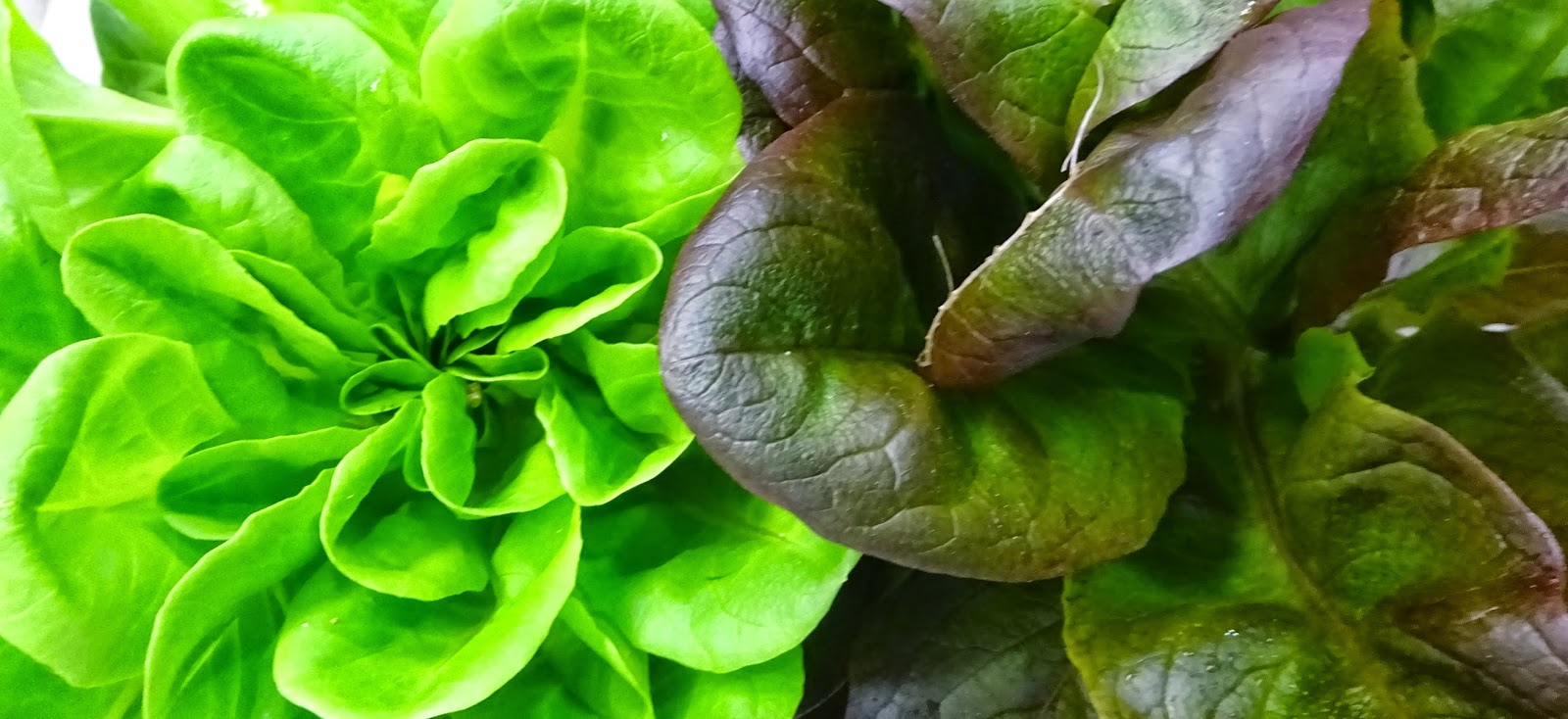 ESTAMOSTENDENCIADOS: ENTRE COL Y COL: los mejores tomates de Madrid