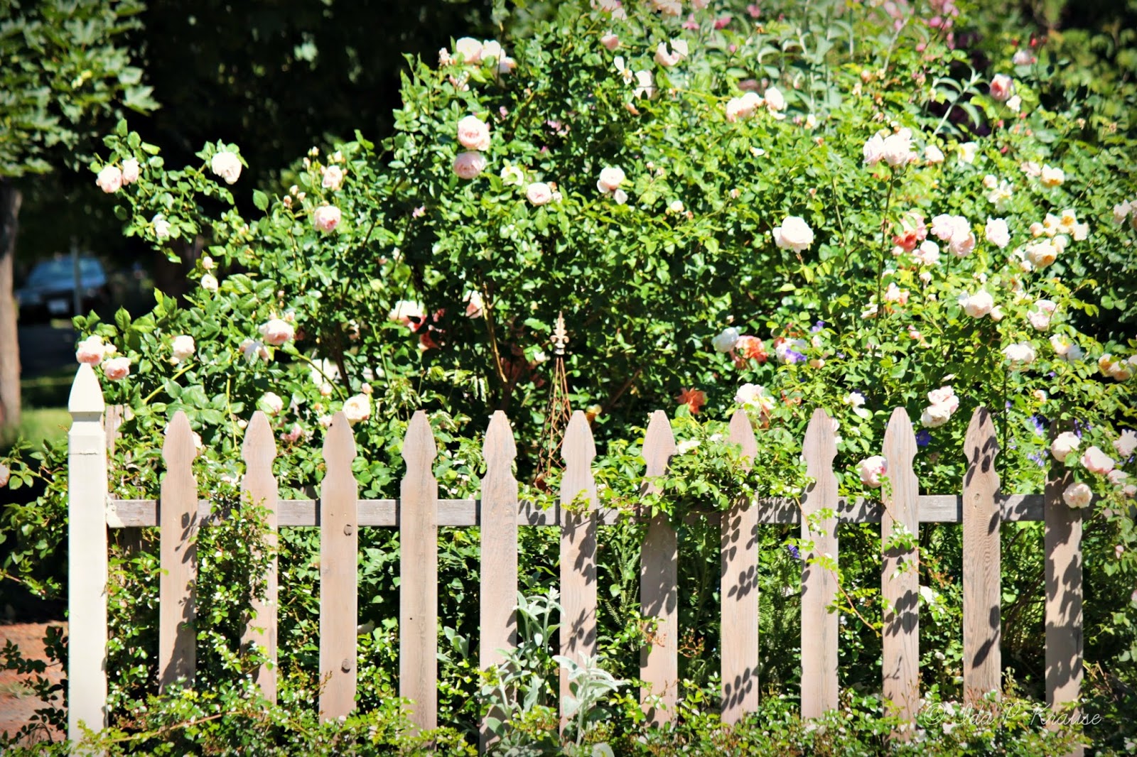 Wishes, Dreams & Other Things: Good Fences #113 - A Romantic Fence