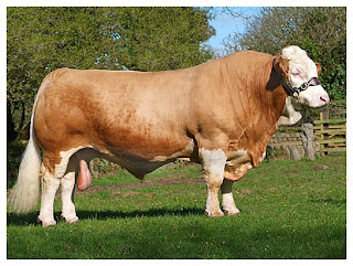 Generalidades de la Ganadería Bovina.: Simmental
